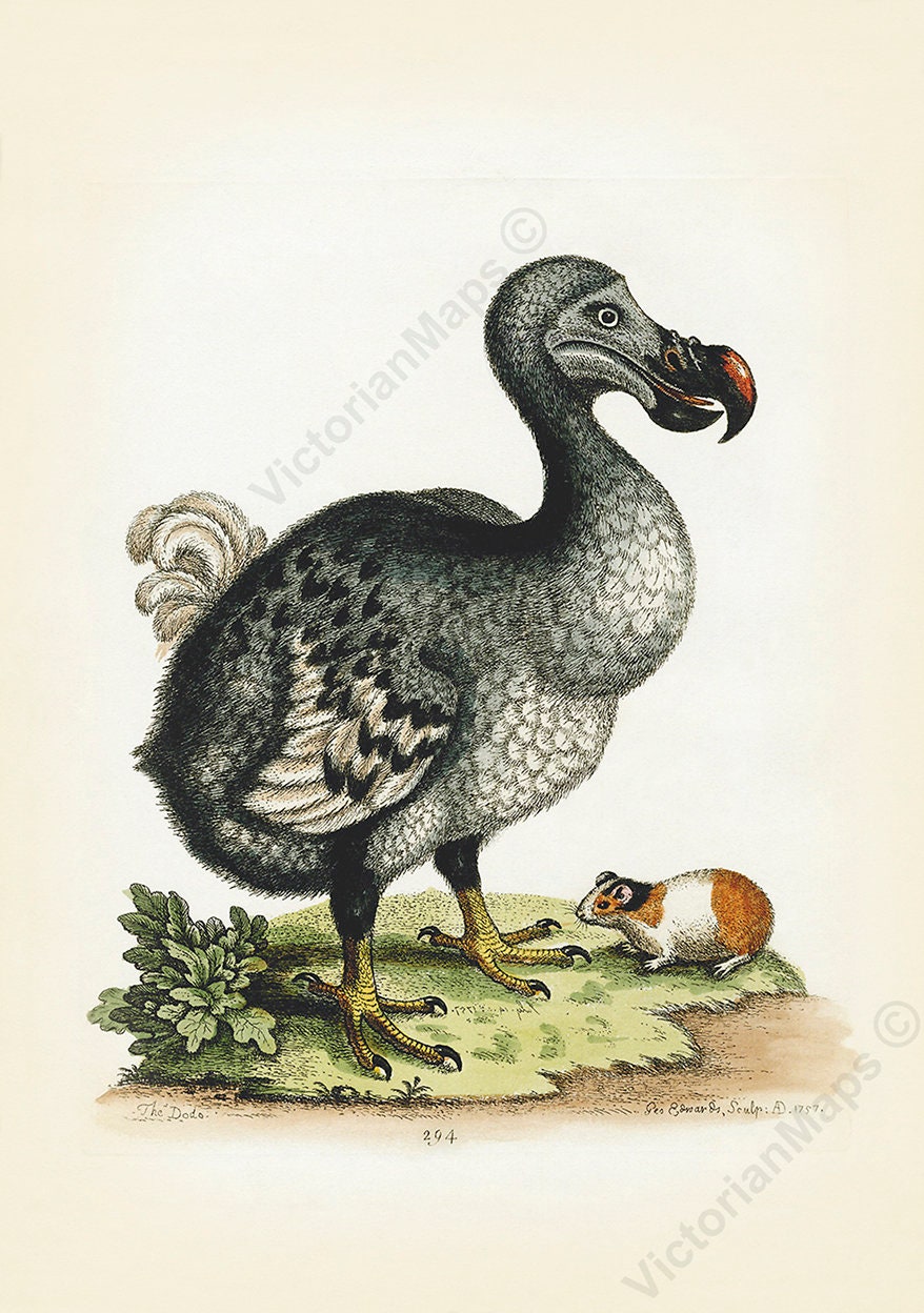 Dodo Bird Art Print Wall Decor Poster Antique Engraving Edwards 1758 ...