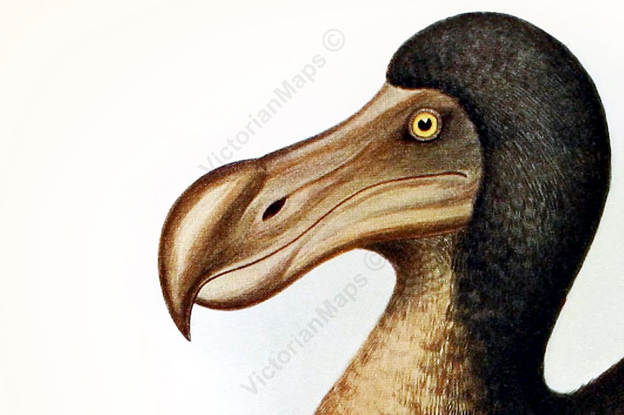Dodo Dronte Raphus cucullatus extinct bird antique engraving Frohawk ...