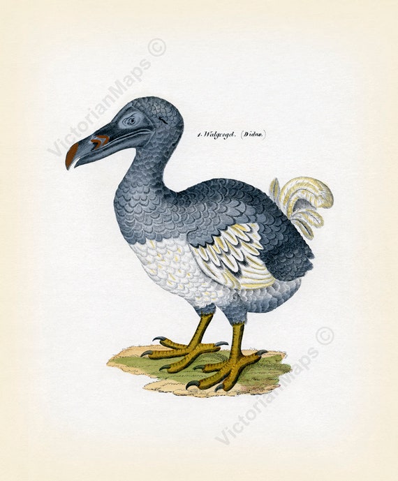 Dodo Dronte Raphus cucullatus extinct bird antique Victorian | Etsy