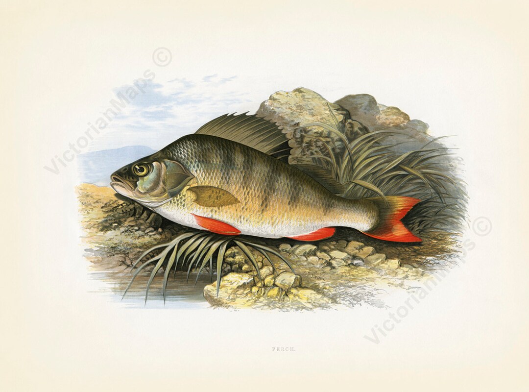 Antique PERCH Fish Art Print Wall Decor Poster British Fishes Houghton ...