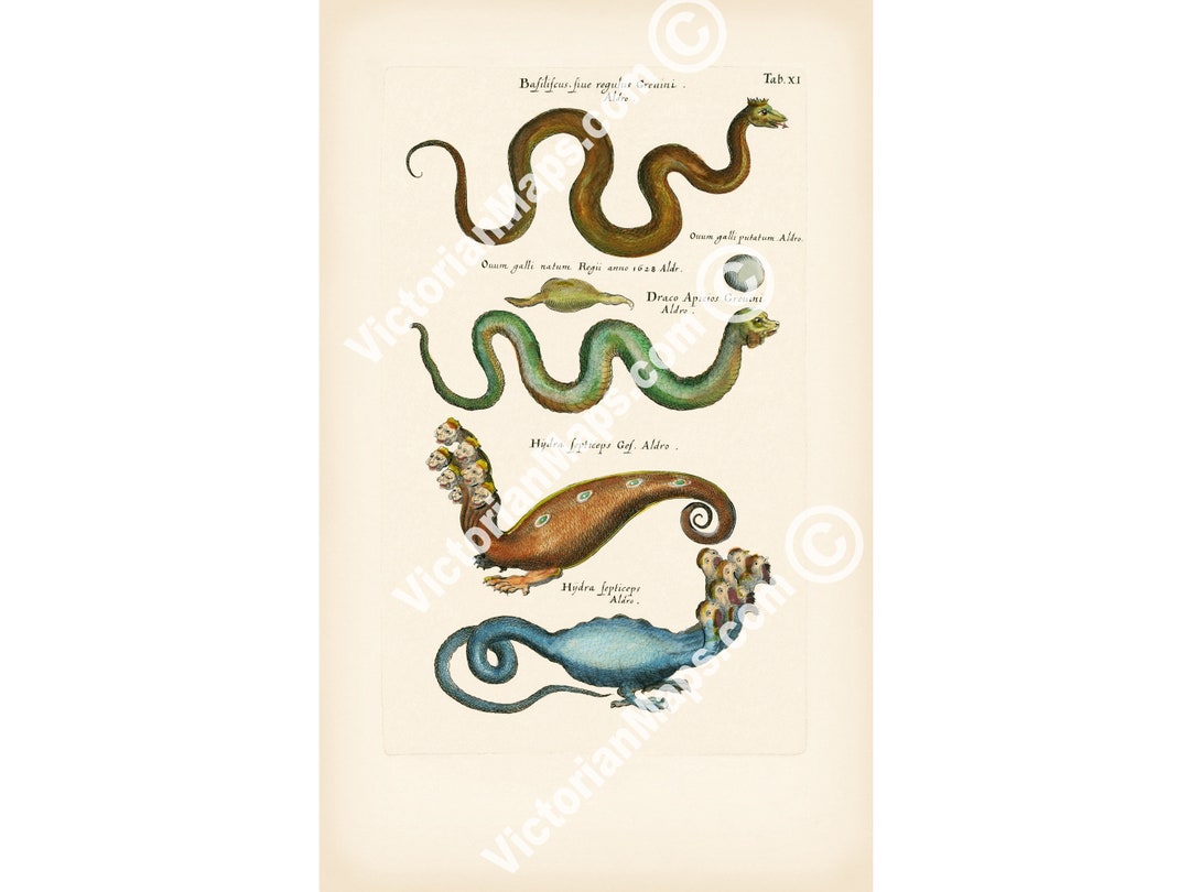 Basilisk Dragon Hydra Mythical Monster Serpent Antique Engraving ...