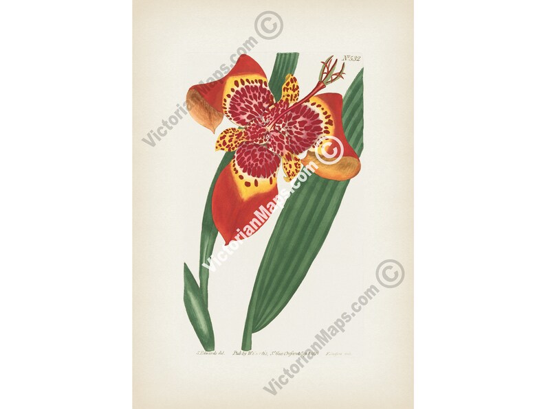 Mexican Ferraria Tigridia Pavonia Tiger Iris Flower Antique Engraving ...