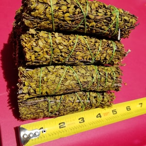 Bundle of 20 Creosote Sticks, Handpicked Wildcrafted Fresh, Arizona ...