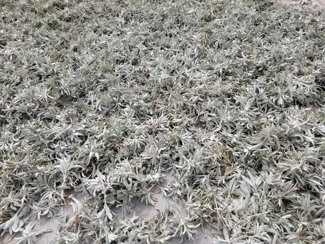 5 Lb White Sage Clusters, - Etsy