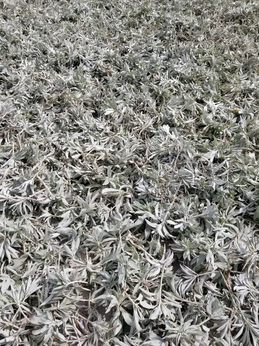 1 Lb of California White Sage Clusters | Free U.S. Shipping - Etsy