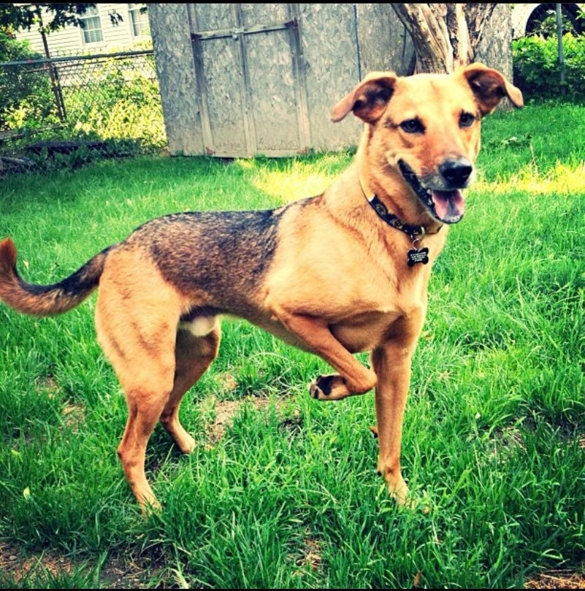 Handmade Crafts, Remembrance Animal Signs, Dog Sympathy, Pet Loss Frame ...