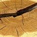 Cracked Oak Coffee Table - Cookie Slab Tree Slice - Diameter 65 Cm ...