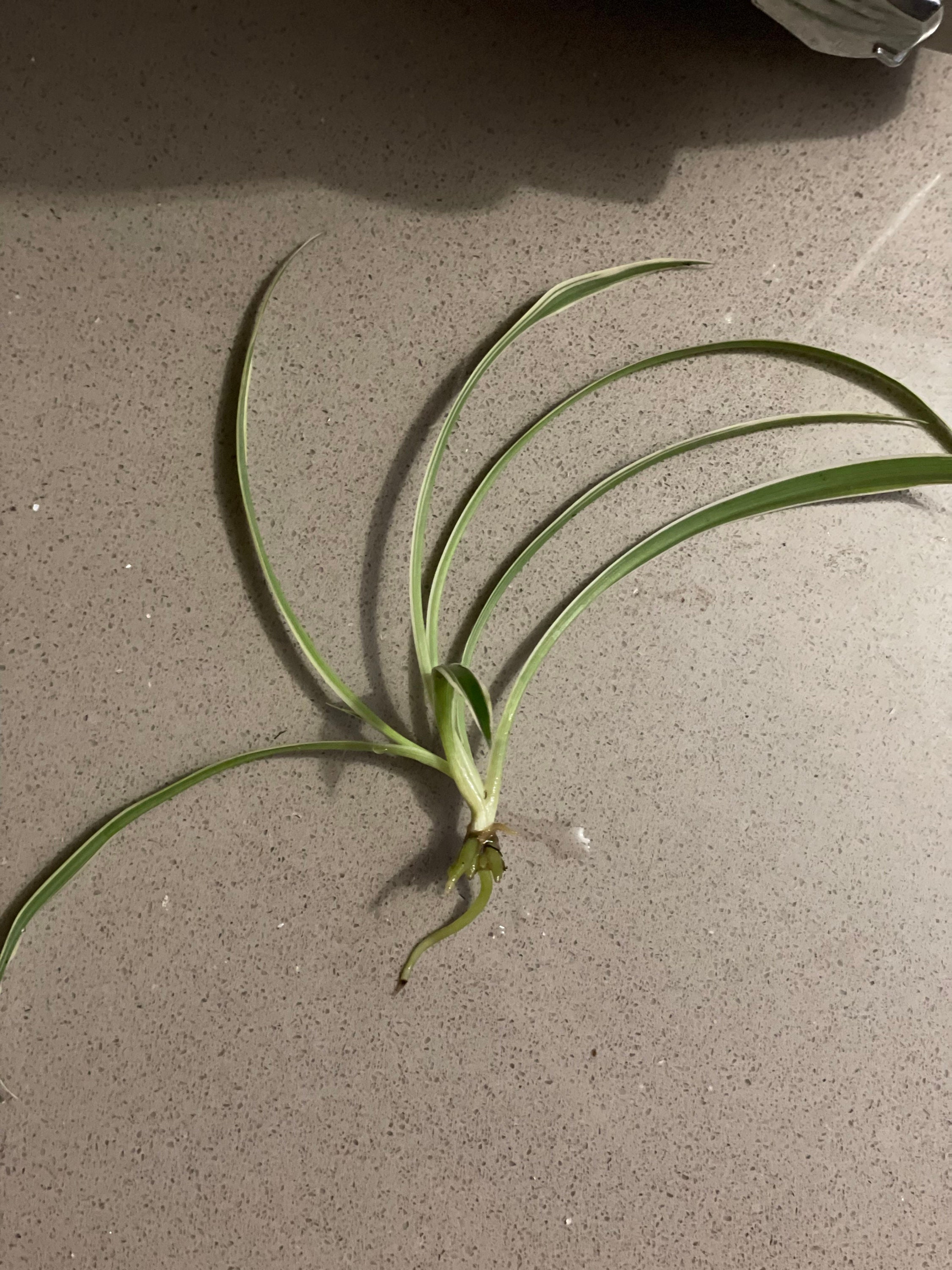Spider Plant Bare Root Plants - Etsy