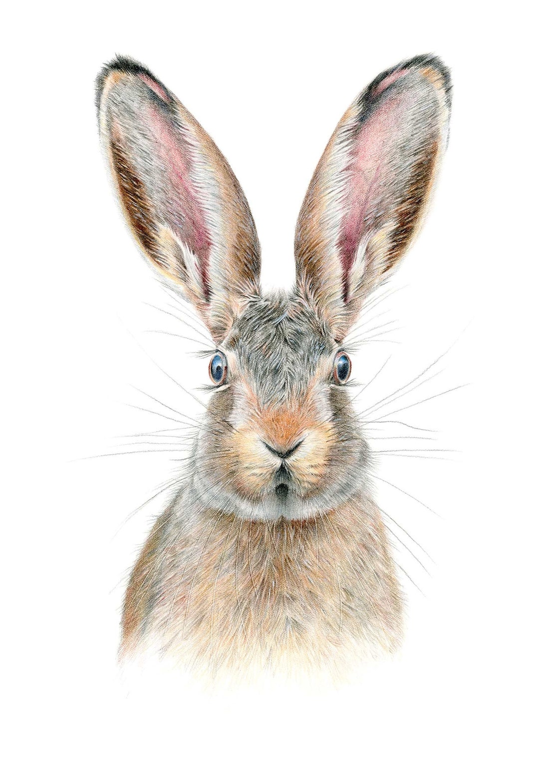 Hare, Art Print, A4 Print of Original Coloured Pencil Drawing, Wall Art ...
