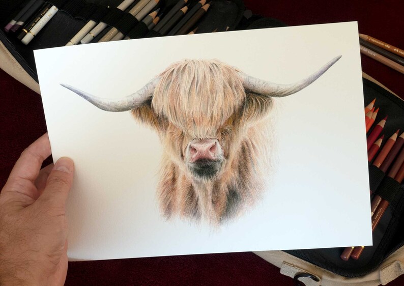 Highland Cow, A4 Print of Original Coloured Pencil Drawing, Wall Art ...