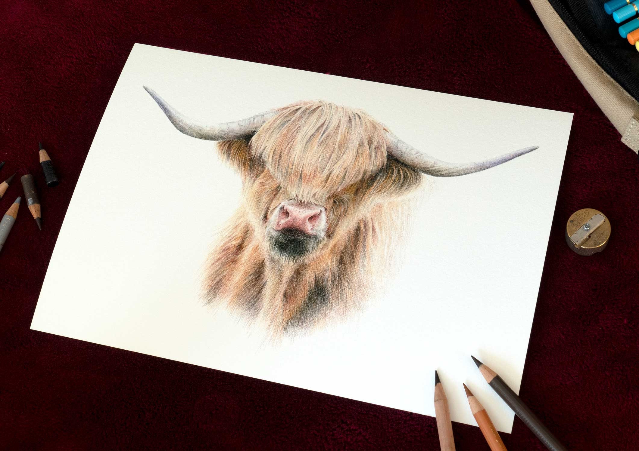 Highland Cow, A4 Print of Original Coloured Pencil Drawing, Wall Art ...