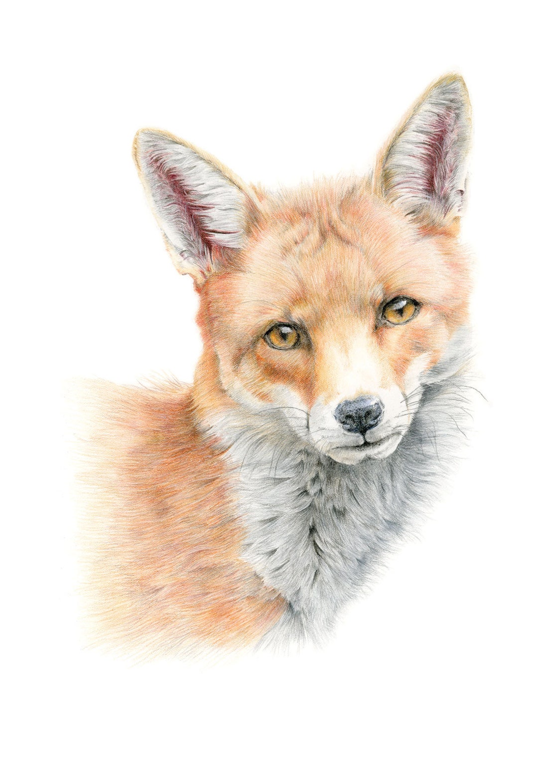 Red Fox, Wildlife Print, A4 Print of Original Coloured Pencil Drawing ...