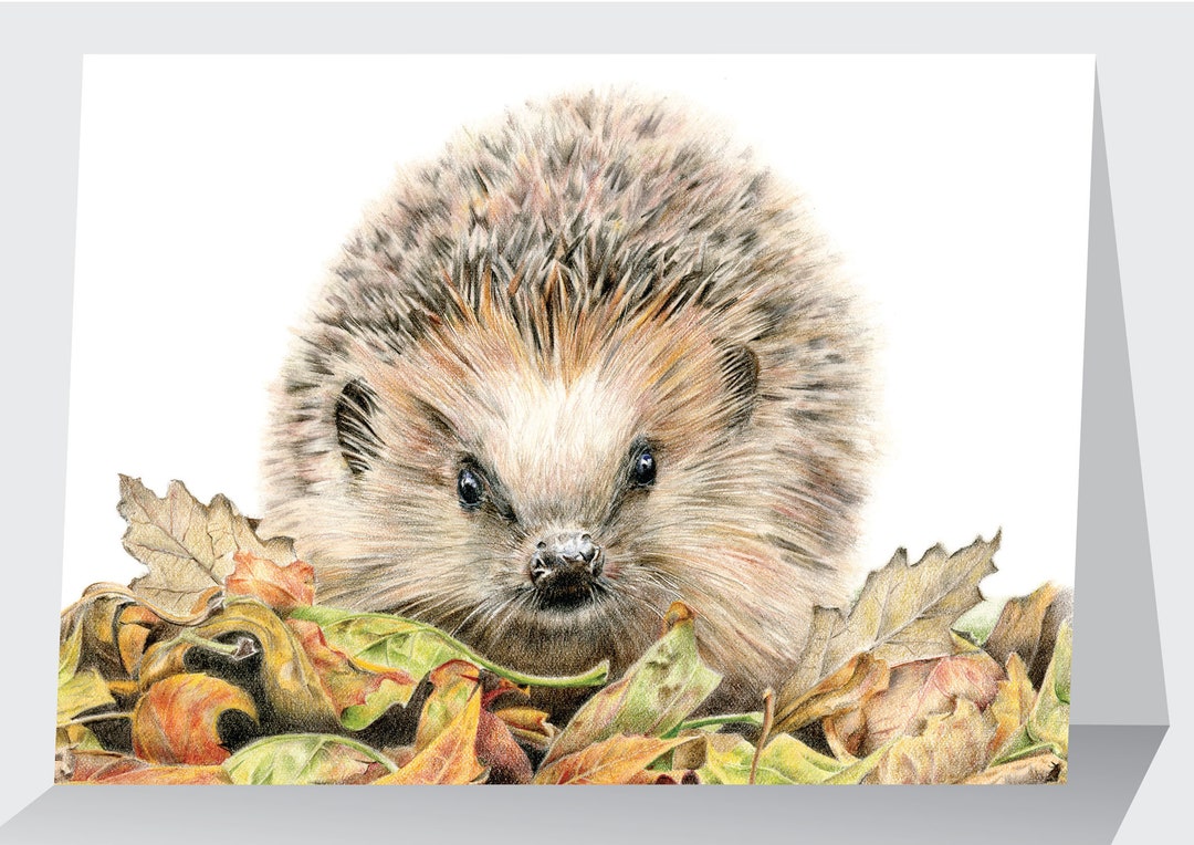 Hedgehog Greetings Card, Blank Inside, 178mm Wide X 126mm High ...
