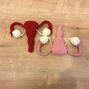 Crochet Pelvis and Uterus Pattern, Model of Uterus Structure, Female ...