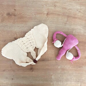 Crochet Pelvis and Uterus Pattern, Model of Uterus Structure, Female ...