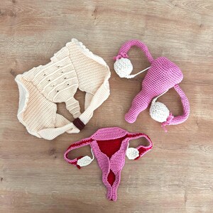 Crochet Pelvis and Uterus Pattern, Model of Uterus Structure, Female ...