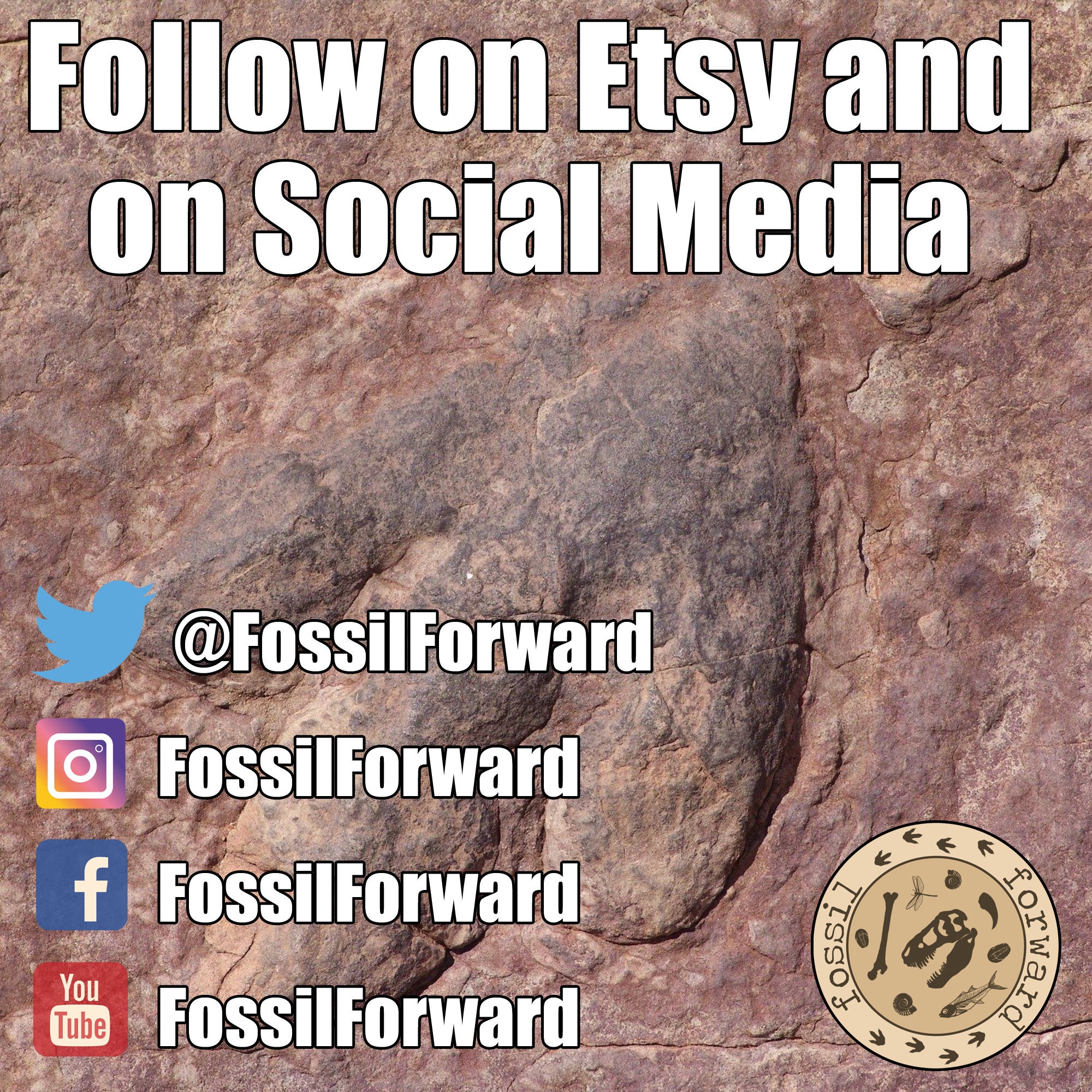 Greetings From the Paleozoic Standard Postcard, Megalograptus Gift ...