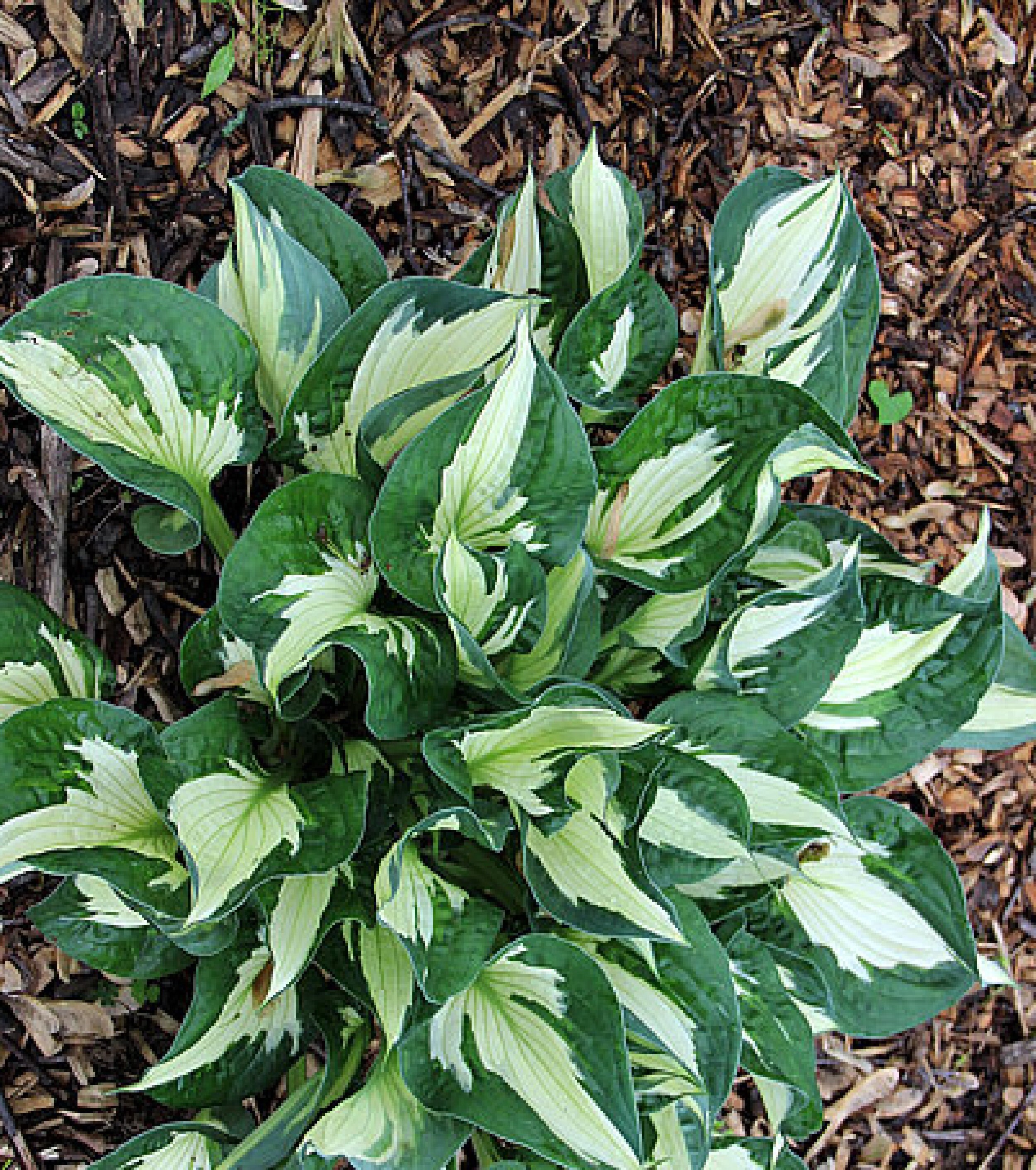 Hosta Colored Hulk 1 tuber | Etsy