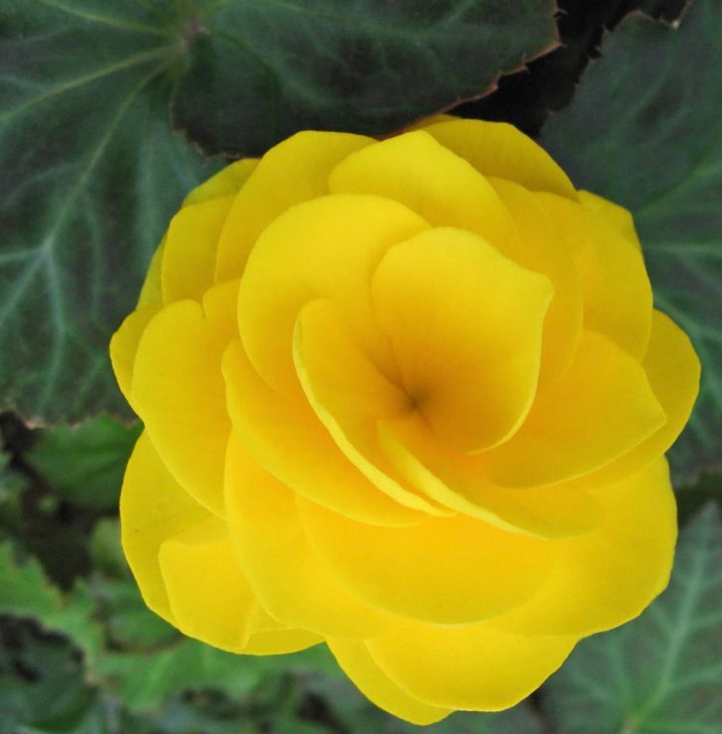 Begonia Double Yellow 2 Bulbs - Etsy Canada