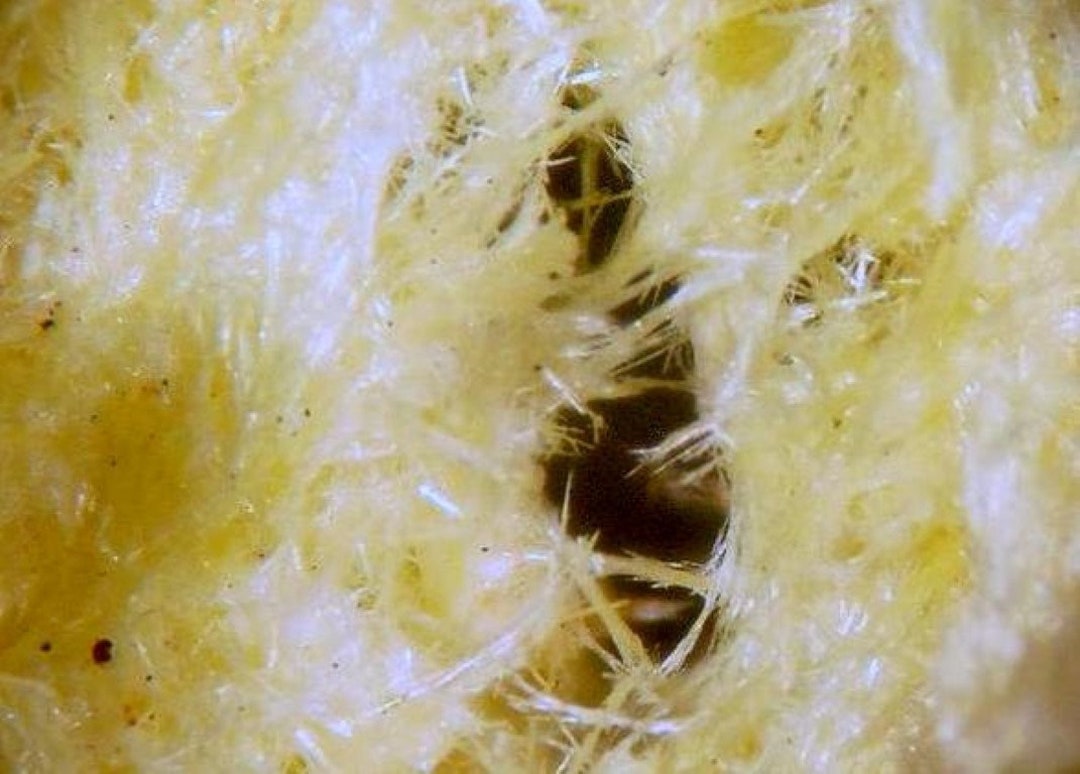 URANOPHANE Rich Small Cabinet Specimen Hanosh Mine - Etsy