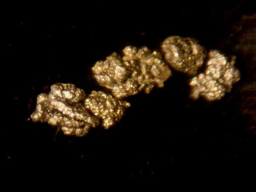 Native PALLADIUM, POTARITE Type Locality Bom Sucesso Creek, Minas ...