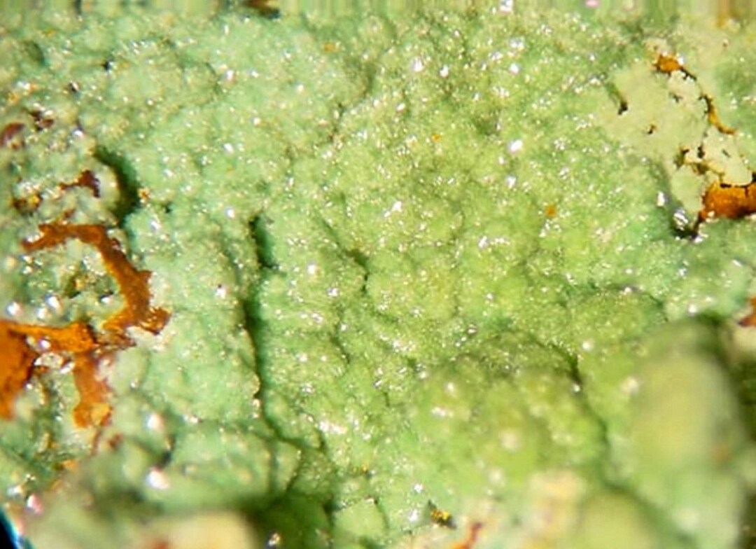 TORBERNITE - Wheal Basset, Cornwall, ENGLAND - Etsy