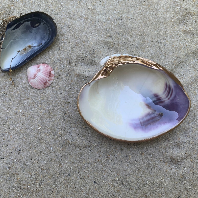 Quahog Shell - Etsy