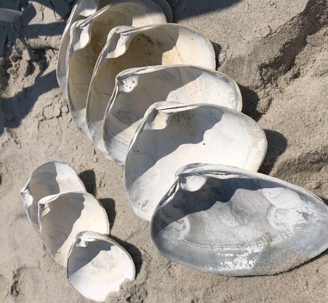 Custom Clam Shell - Etsy