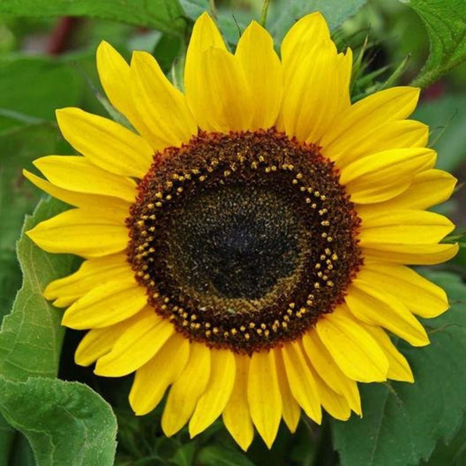 USA SELLER Domino Sunflower 25 Seeds HEIRLOOM Helianthus Annuus - Etsy