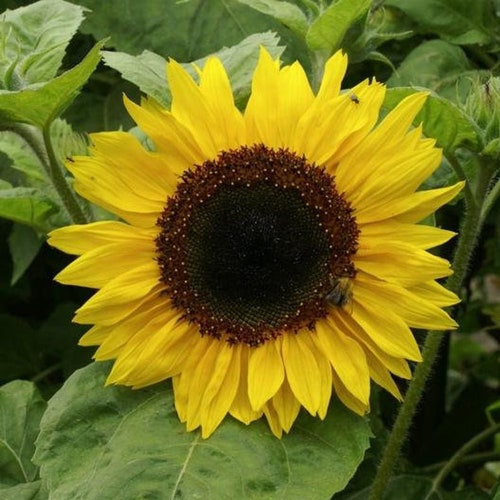 USA SELLER Dwarf Twilight Zone Sunflower Mix 25 Seeds - Etsy