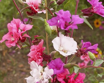 USA SELLER Clarkia Elegant Salmon Seeds 100 Seeds HEIRLOOM Onagraceae ...