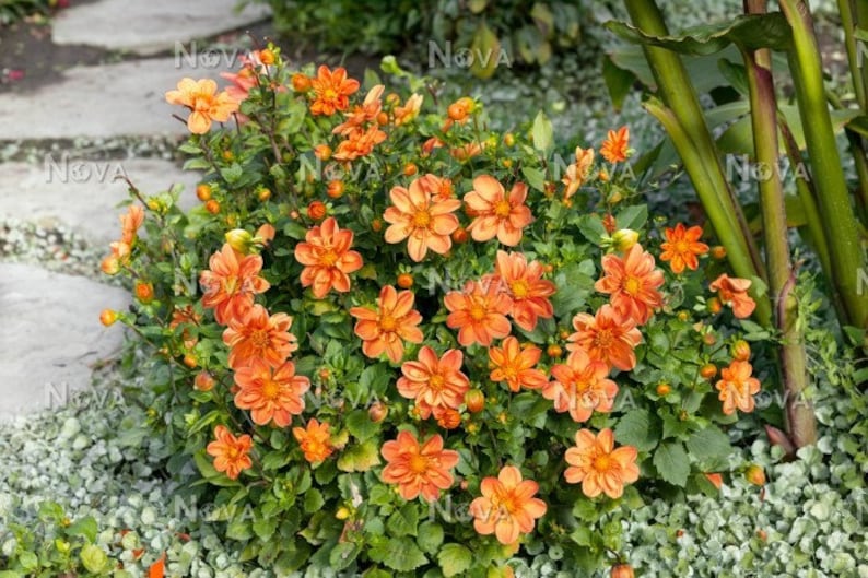 USA SELLER Sunny Reggae Dahlia 10 Seeds HEIRLOOM Dahlia - Etsy