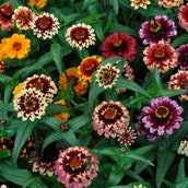 USA SELLER Aztec Mix Mix Zinnia 10 Seeds HEIRLOOM Zinnia Haageana - Etsy