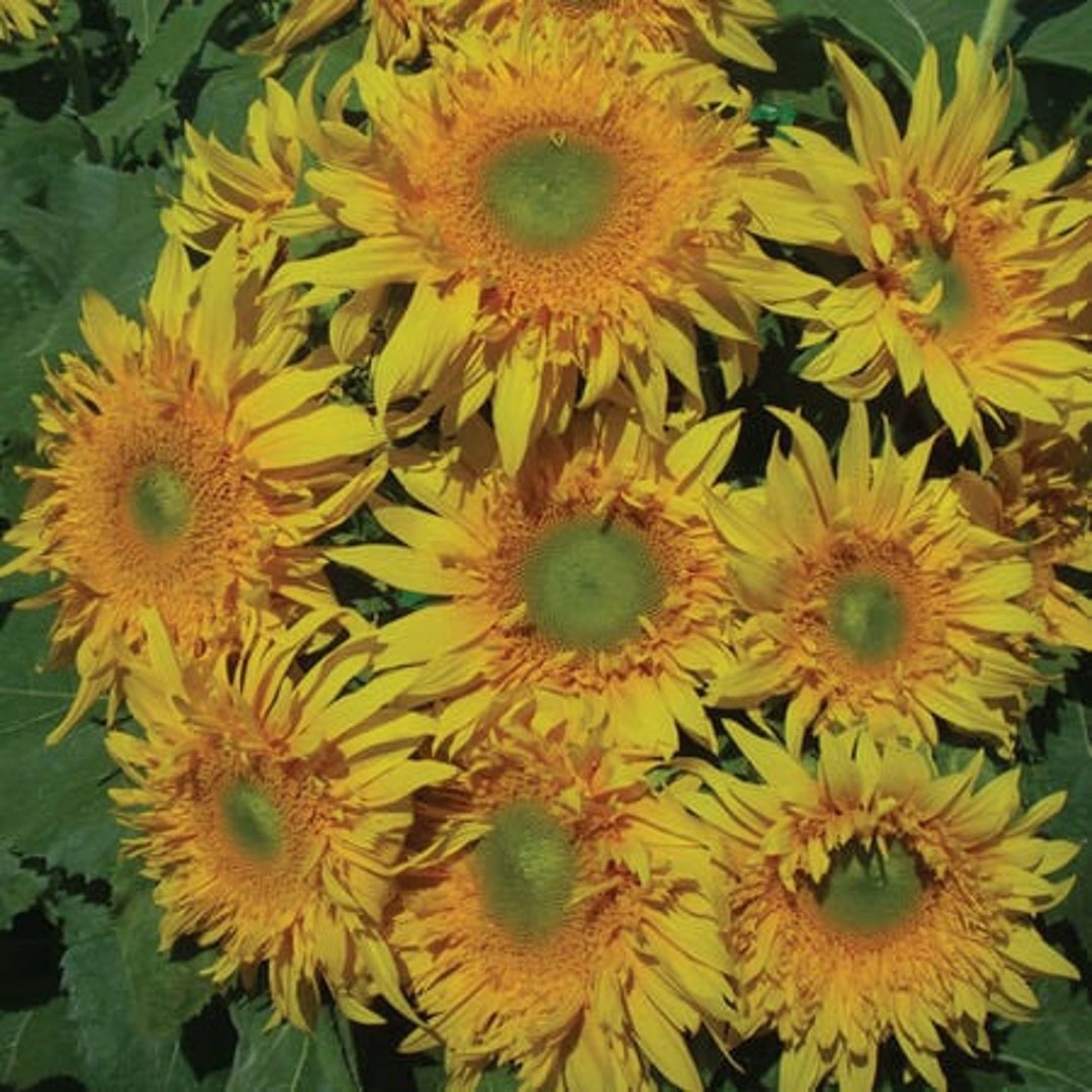 USA SELLER Starburst Greenburst Sunflower 25 Seeds HEIRLOOM Helianthus ...