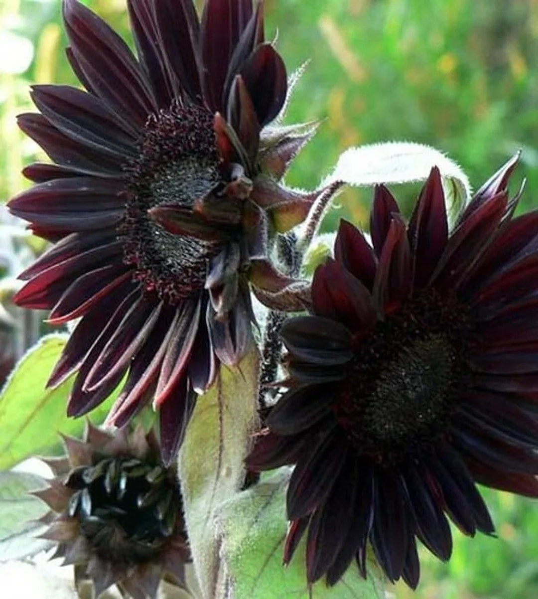 USA SELLER Black Sunflower 25 Seeds HEIRLOOM Helianthus Annuus - Etsy