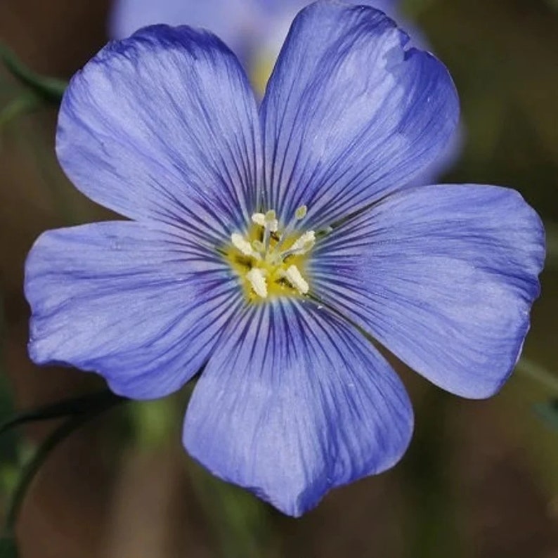 USA SELLER Blue Flax 100 Seeds Linum Lewisii - Etsy