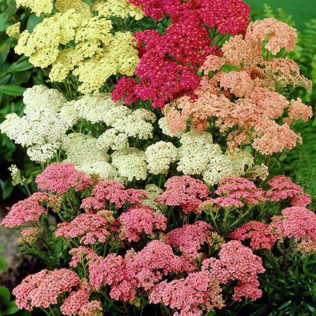 USA SELLER Colorado Mix Yarrow Seeds 100 Seeds HEIRLOOM Achillea ...