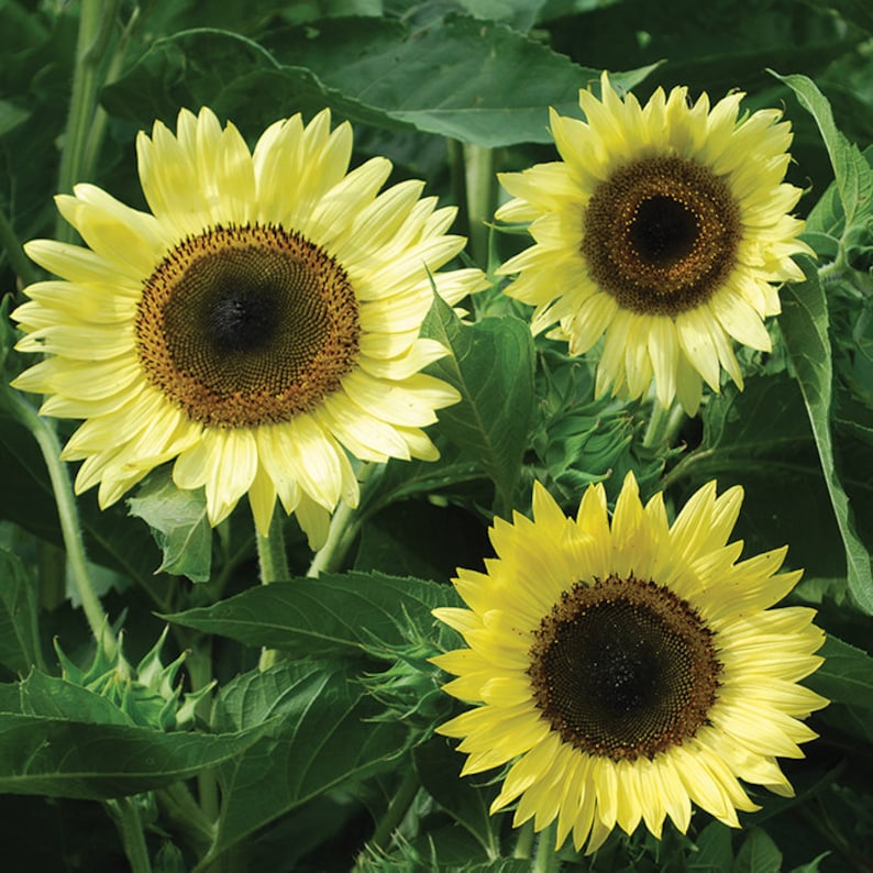 USA SELLER Lemon Sunset Sunflower 25 Seeds HEIRLOOM - Etsy
