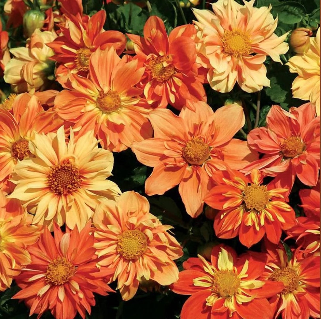 USA SELLER Sunny Reggae Dahlia 10 Seeds HEIRLOOM Dahlia - Etsy