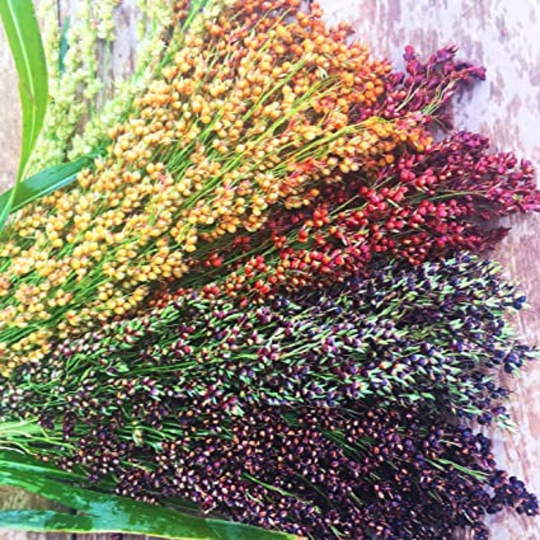 USA SELLER Ornamental Multi-color Broom Corn 50 Seeds Surghum Bicolor ...