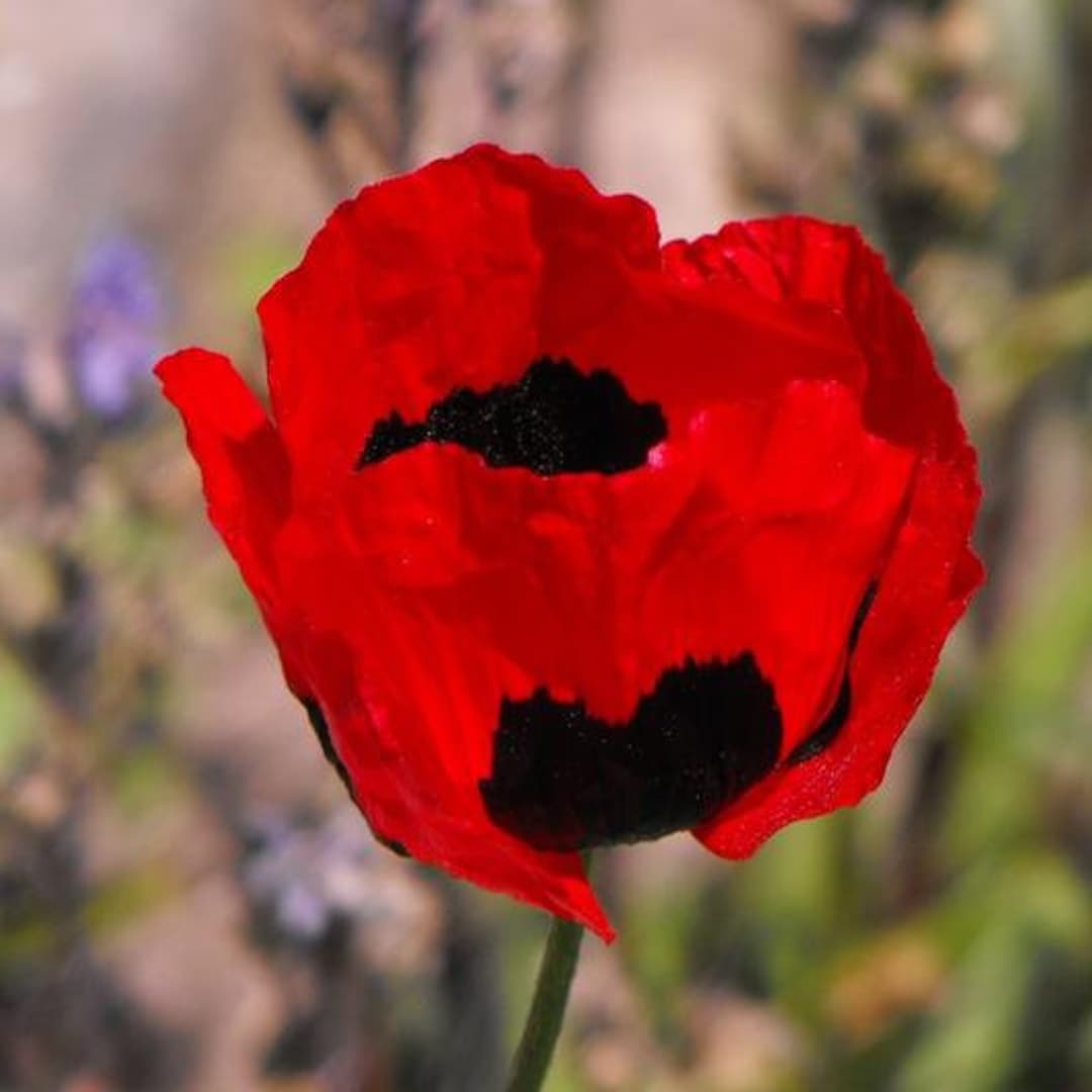USA SELLER Turkish Tulip Poppy 50 Seeds HEIRLOOM Papaver - Etsy