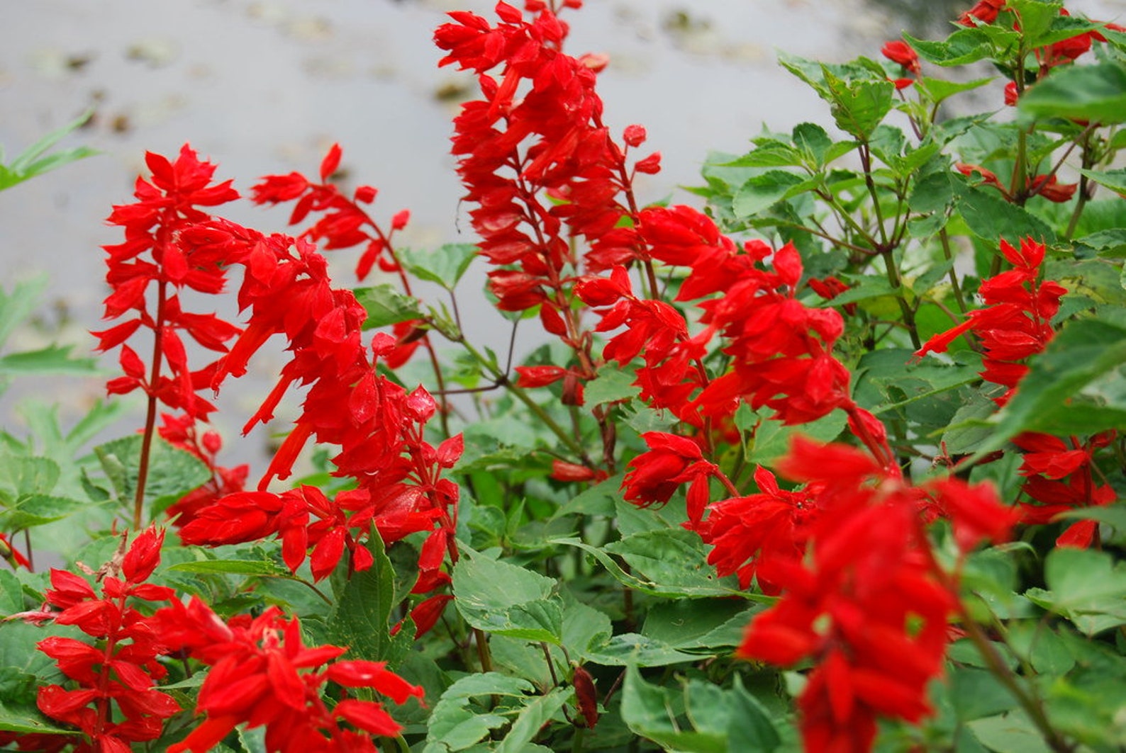 USA SELLER Red Sage Seeds 25 Seeds HEIRLOOM Salvia Farinacea - Etsy