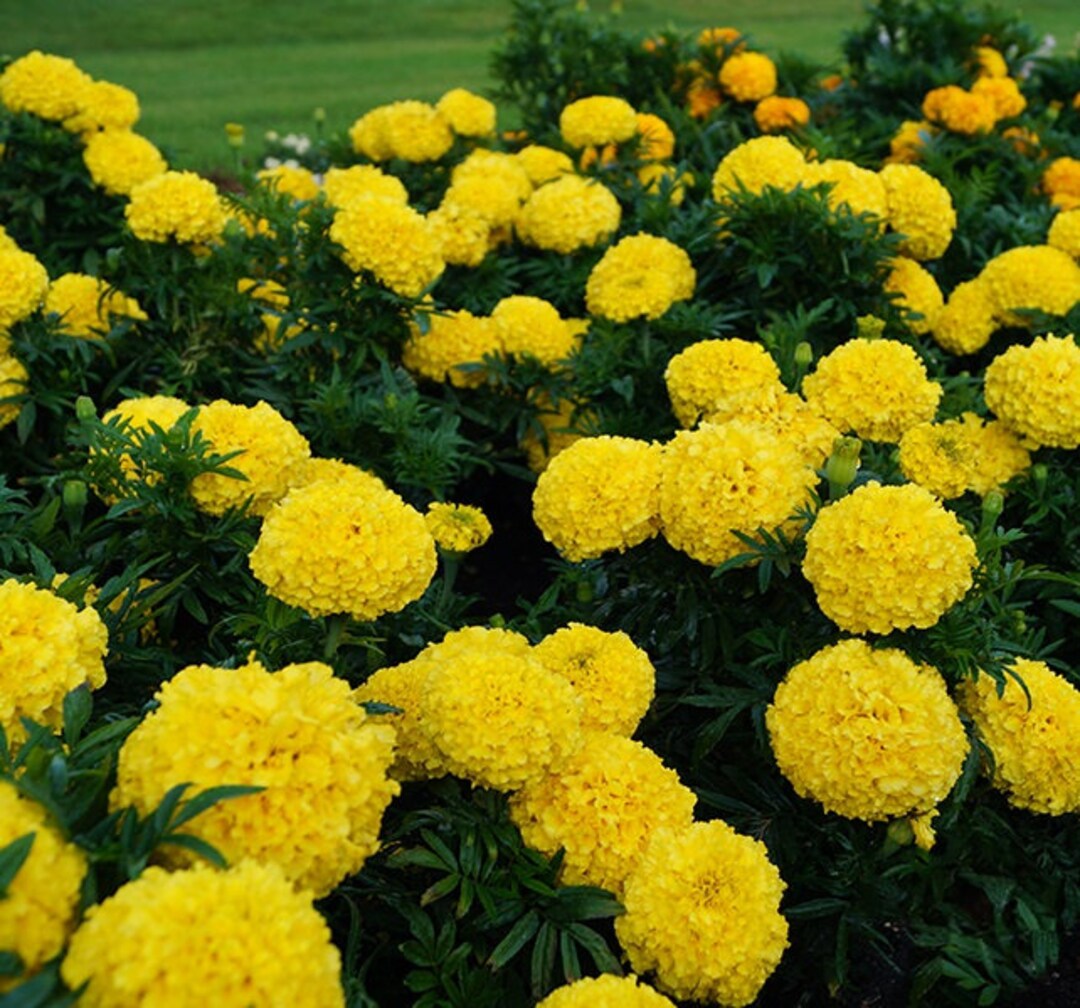 USA SELLER Tall Sierra Yellow Marigold 25 Seeds Tagetes - Etsy