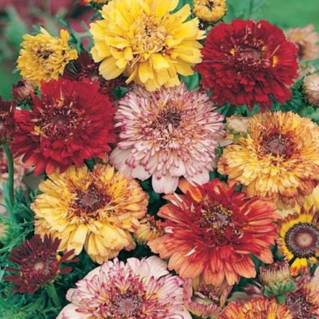 USA SELLER Double Painted Daisy 25 Seeds HEIRLOOM Tanacetum Coccineum ...