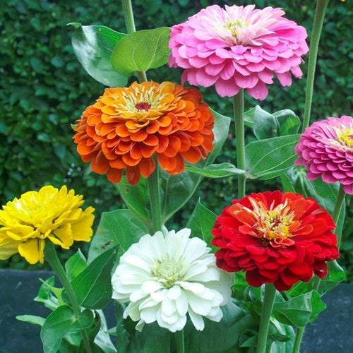 USA SELLER Sombrero Zinnia 10 Seeds HEIRLOOM - Etsy