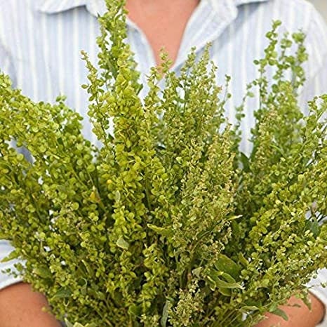 USA SELLER Atriplex Green Plume Seeds 25 Seeds HEIRLOOM Atriplex ...