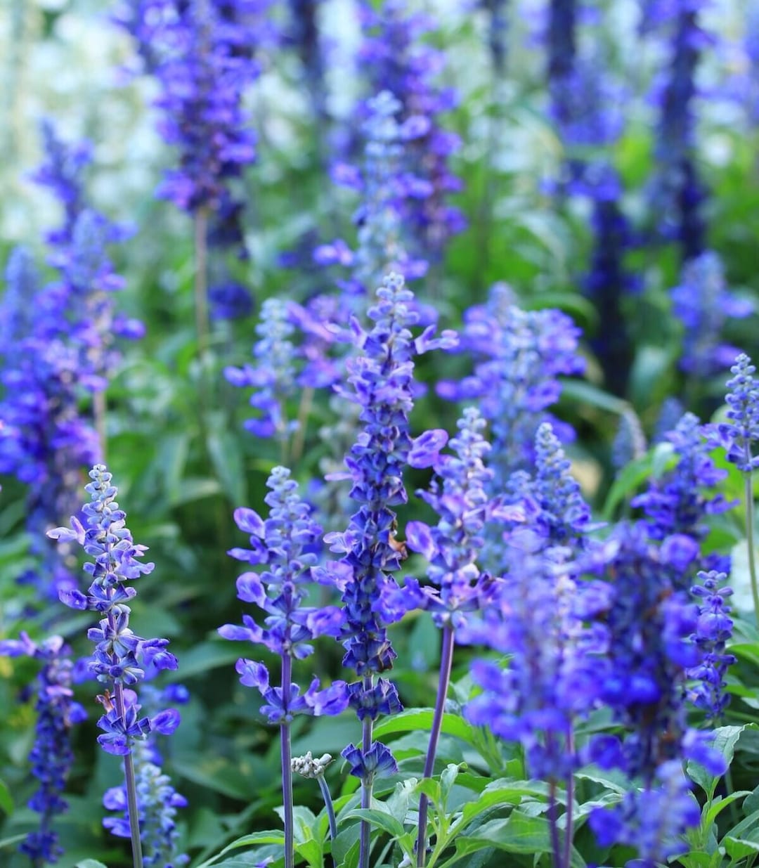 USA SELLER Blue Sage Seeds 25 Seeds HEIRLOOM Salvia Farinacea - Etsy