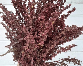 USA SELLER Alpinus White Aster 50 Seeds HEIRLOOM Aster Alpinus - Etsy