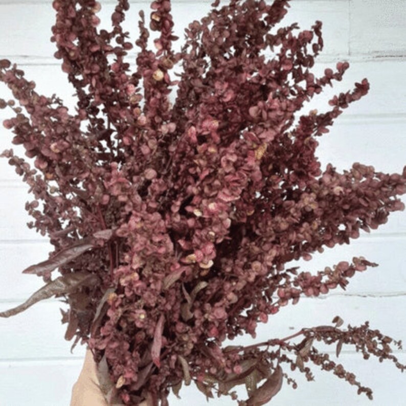 USA SELLER Atriplex Copper Plume Seeds 25 Seeds HEIRLOOM Atriplex ...