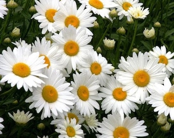 USA SELLER Feverfew Seeds 50 Seeds HEIRLOOM | Etsy